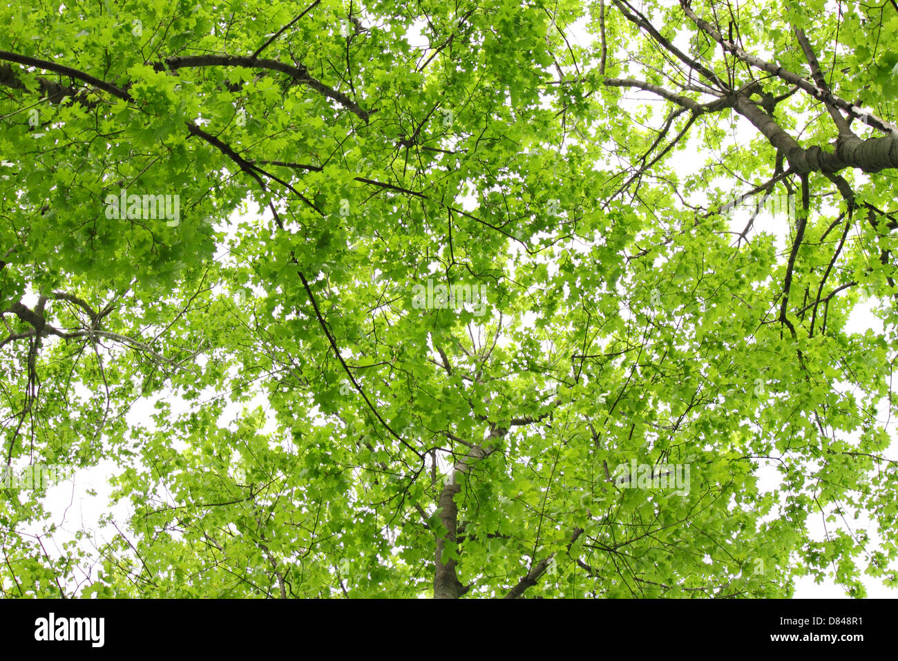 branches of trees at spring Stock Photo - Alamy