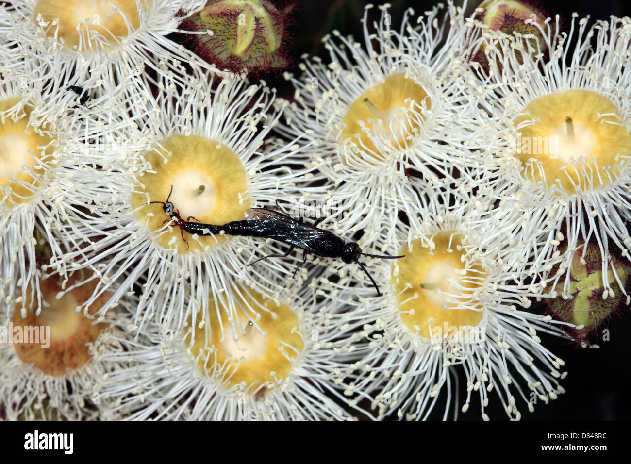 Insects mating on Dwarf Apple/Scrub Apple- Angophora hispida- Family ...