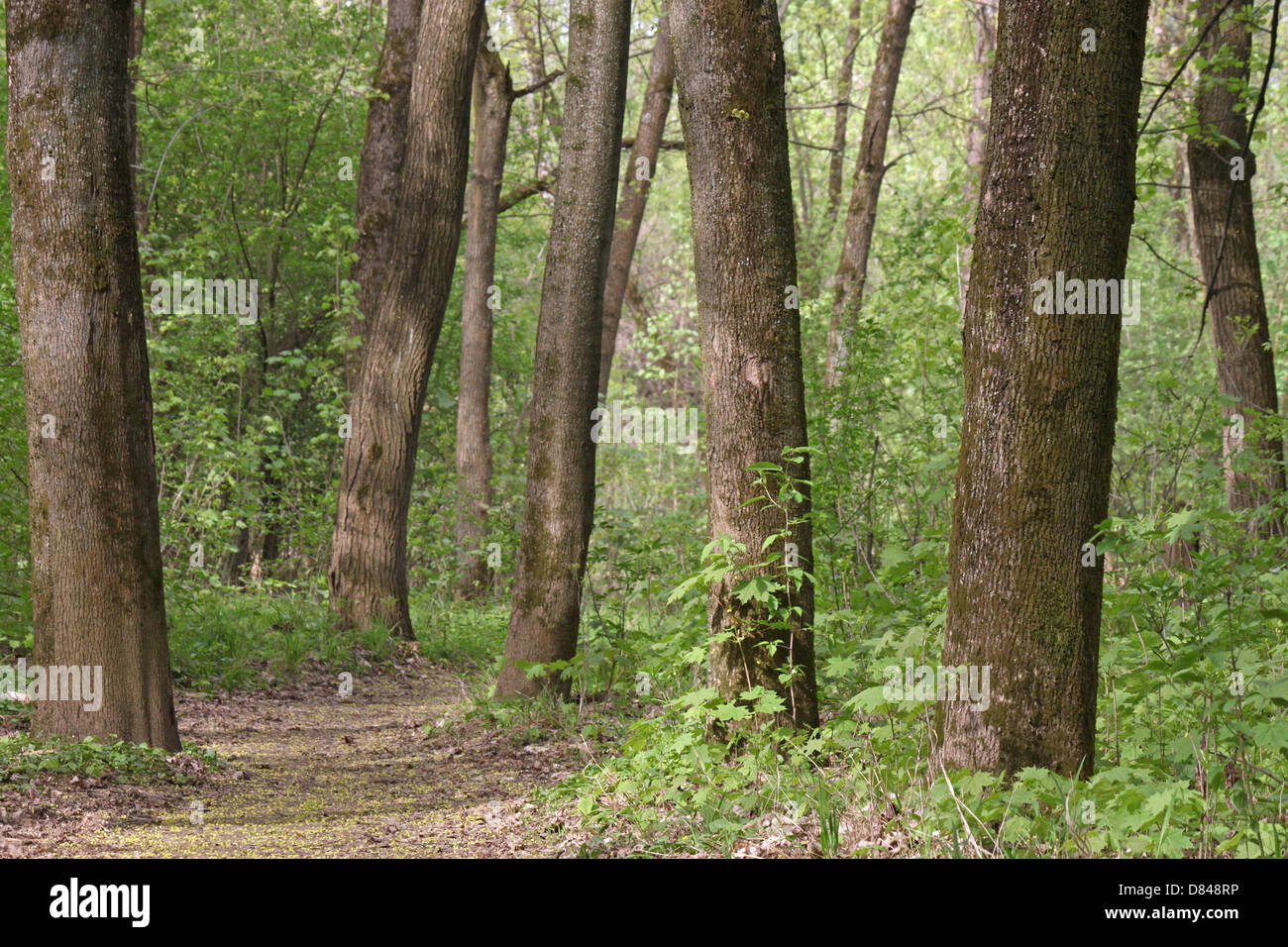 path among trees in park Stock Photo - Alamy