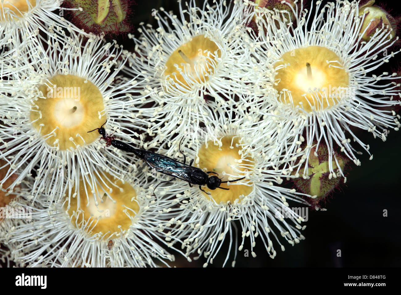 Insects mating on Dwarf Apple/Scrub Apple- Angophora hispida- Family ...