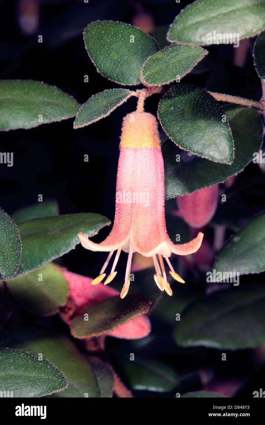Close-up of Common Correa hybrid- Correa reflexa x Correa alba hybrid ...