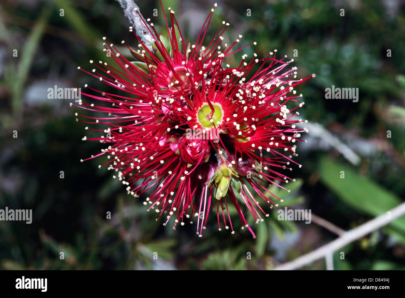 Close-up of flowers of Swamp Bloodwood/Spring Bloodwood- Corymbia ...