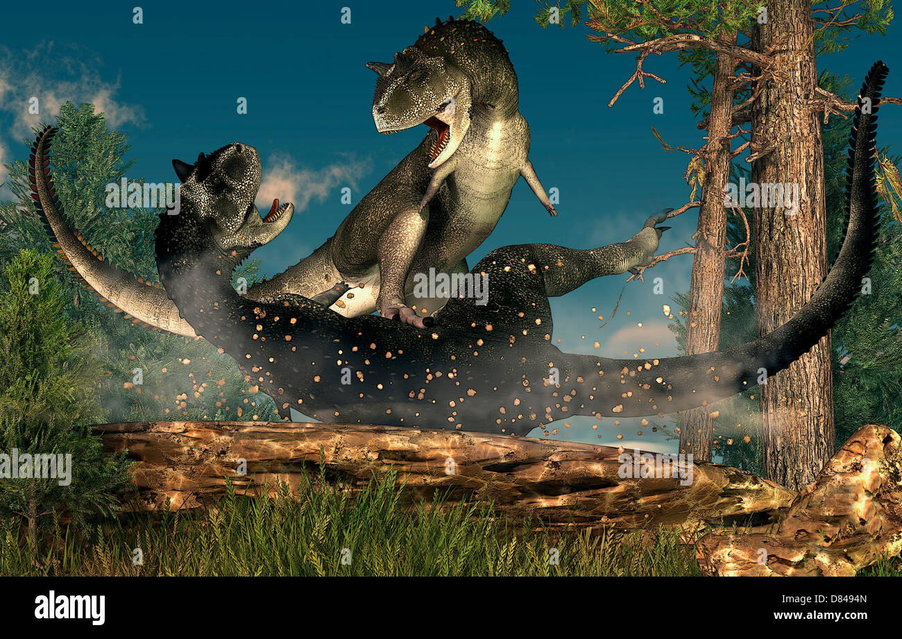 A couple of Carnotaurus dinosaurs fighting Stock Photo - Alamy