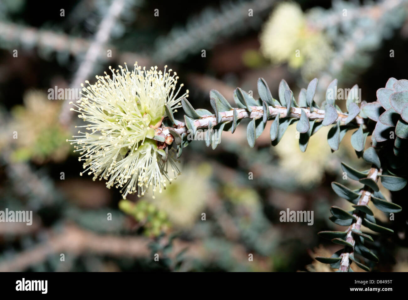 Australian melaleuca hi-res stock photography and images - Alamy