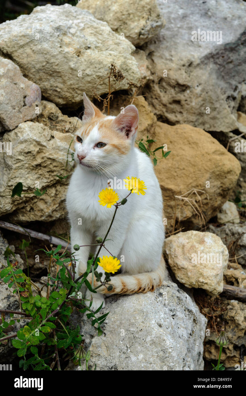 Bay cat hi-res stock photography and images - Alamy