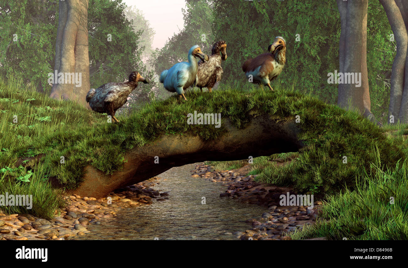 Dodo birds hi-res stock photography and images - Alamy