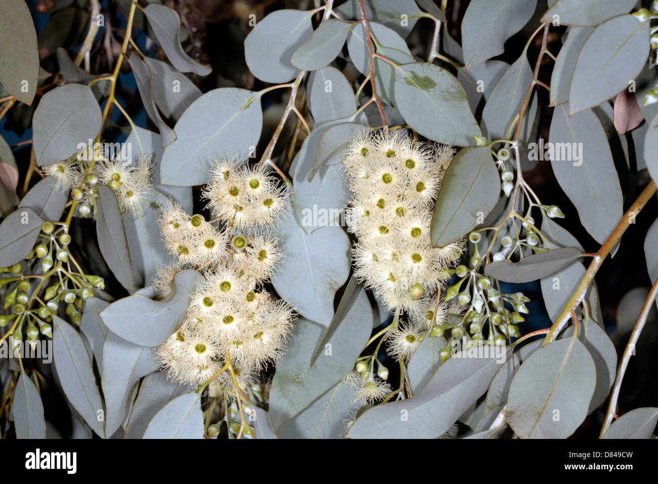 Coolibah tree hi-res stock photography and images - Alamy