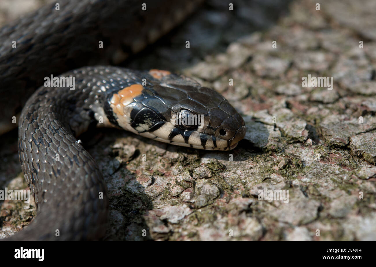 Wood snake hi-res stock photography and images - Alamy