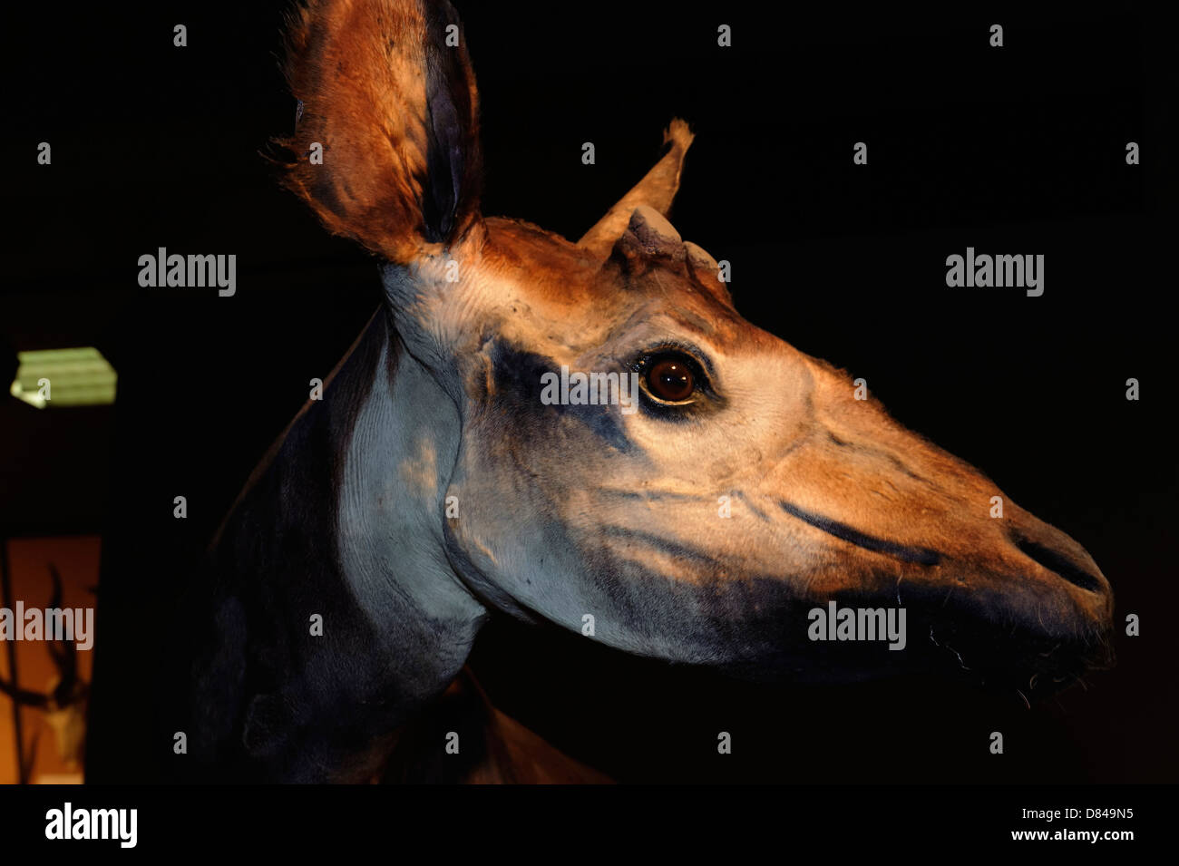 Okapi, zoological museum Martin-Luther-King-Platz 3, Hamburg, Germany ...