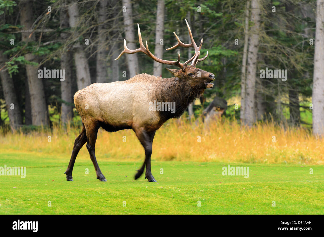 Wapiti deer hi-res stock photography and images - Alamy