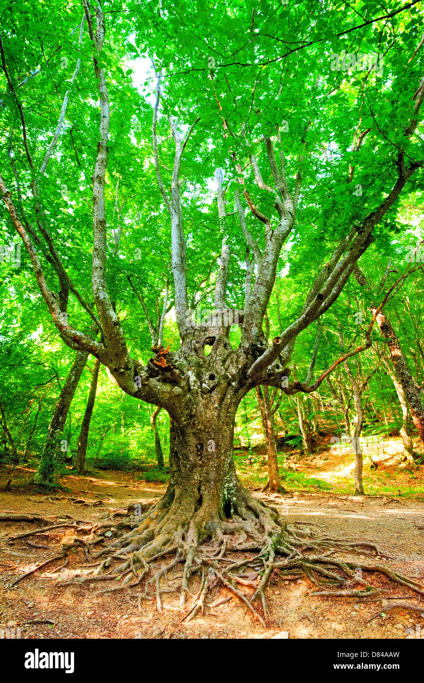 Old branchy evergreen beech forest Stock Photo - Alamy
