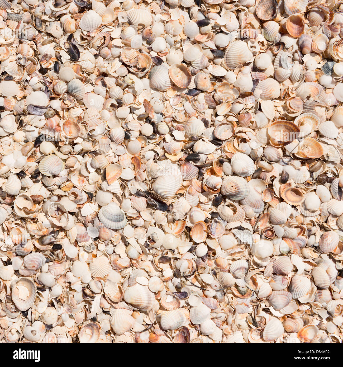 Background from shells in the sand Stock Photo - Alamy