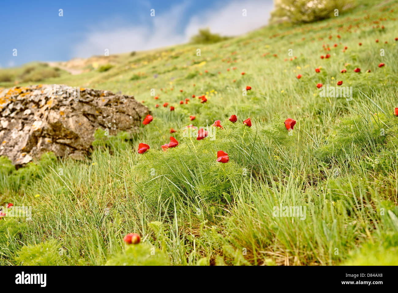wild red flowers in Crimean mountains Stock Photo - Alamy