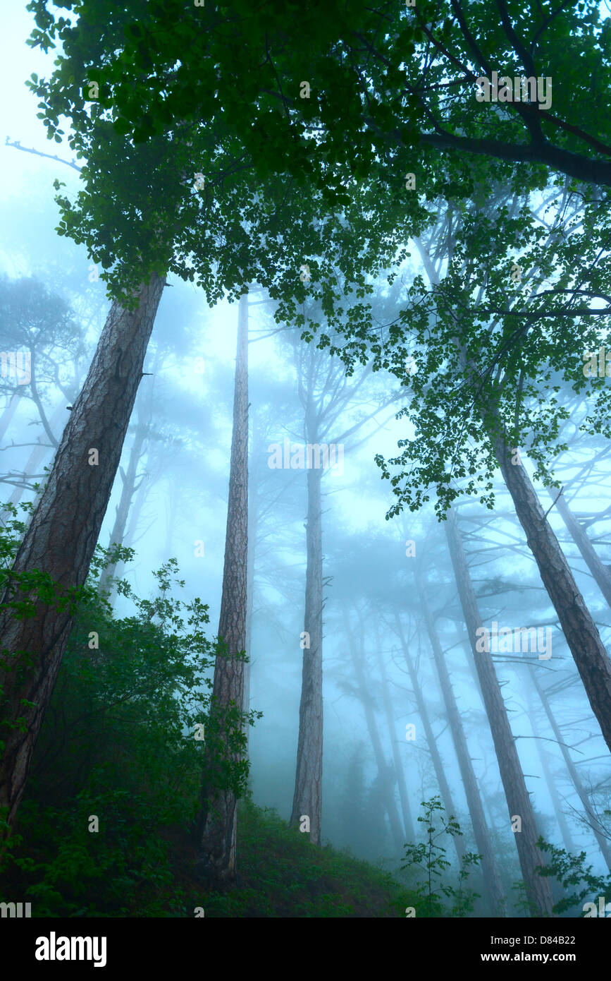 Mystical deep fog in a forest Stock Photo - Alamy