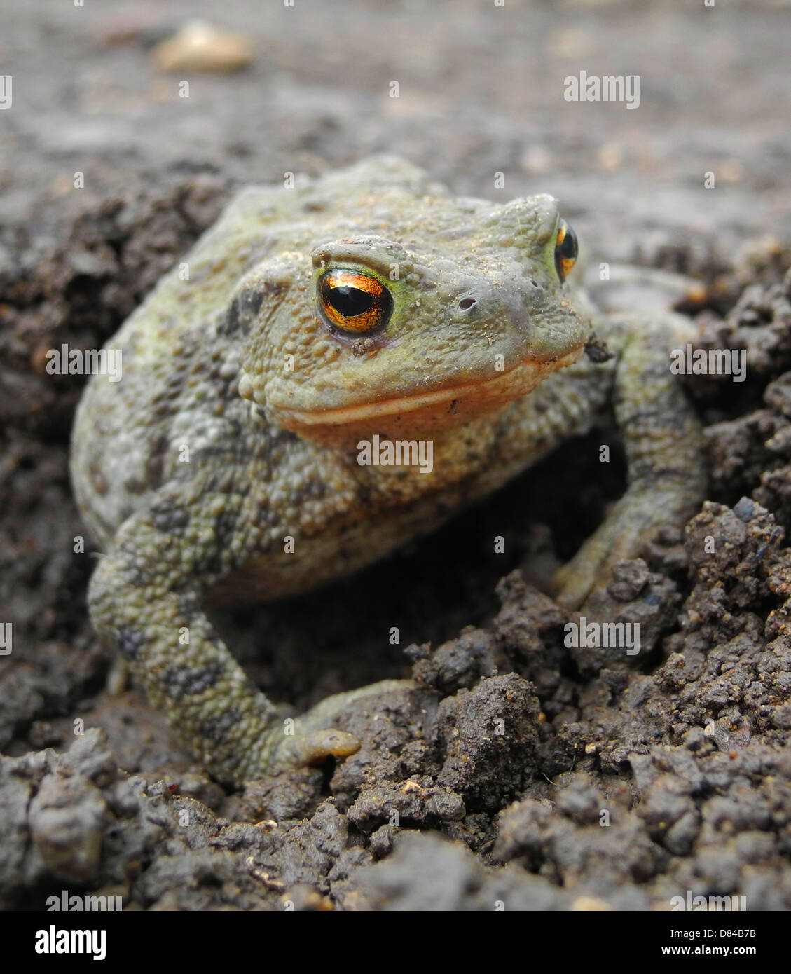 TOAD COMMON TOAD Bufo bufo One of the gardener s real friends eats ...