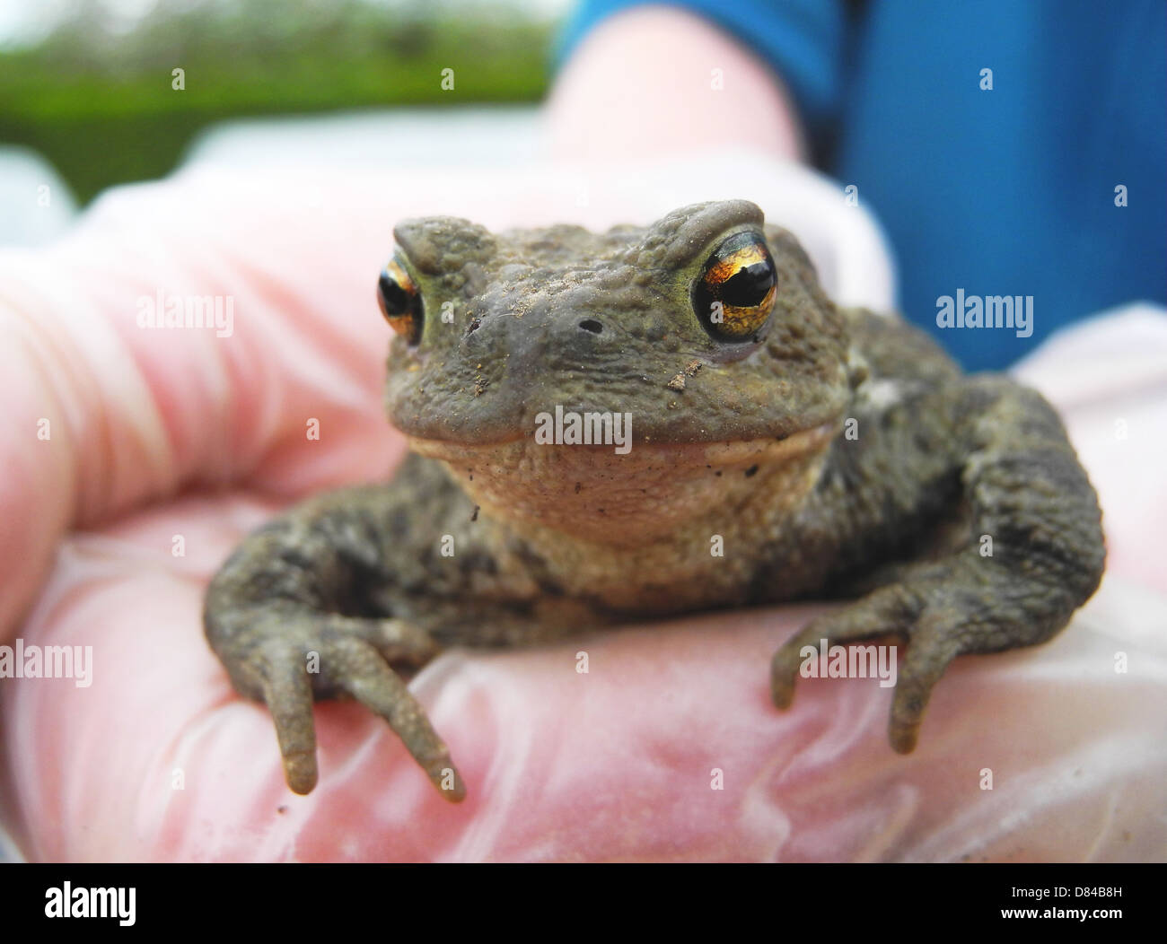 Frog and toad are friends hi-res stock photography and images - Alamy