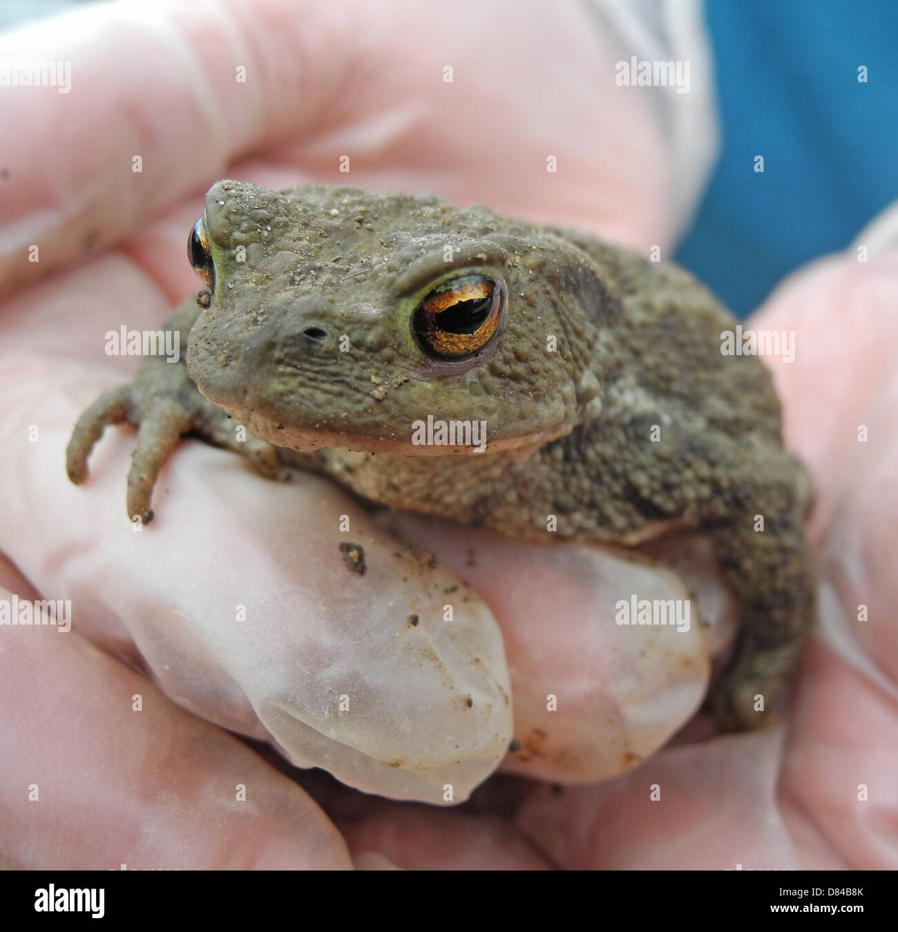 TOAD COMMON TOAD Bufo bufo One of the gardener s real friends eats ...