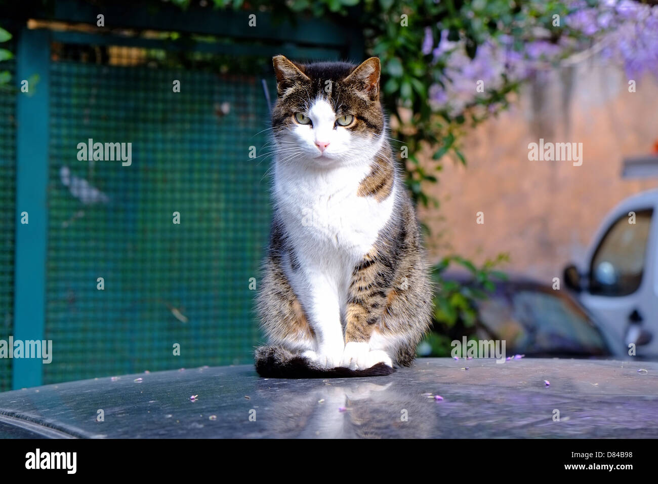 Roman cat via margutta Italy by andrea quercioli Stock Photo - Alamy