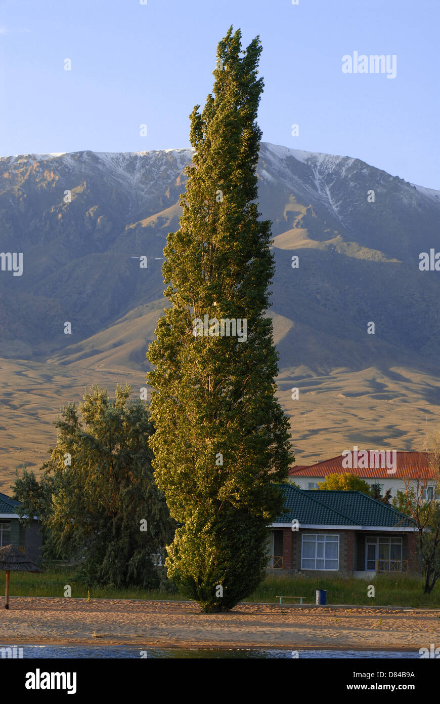 A poplar tree and houses at the sandy beach of the Issyk Kul lake an ...
