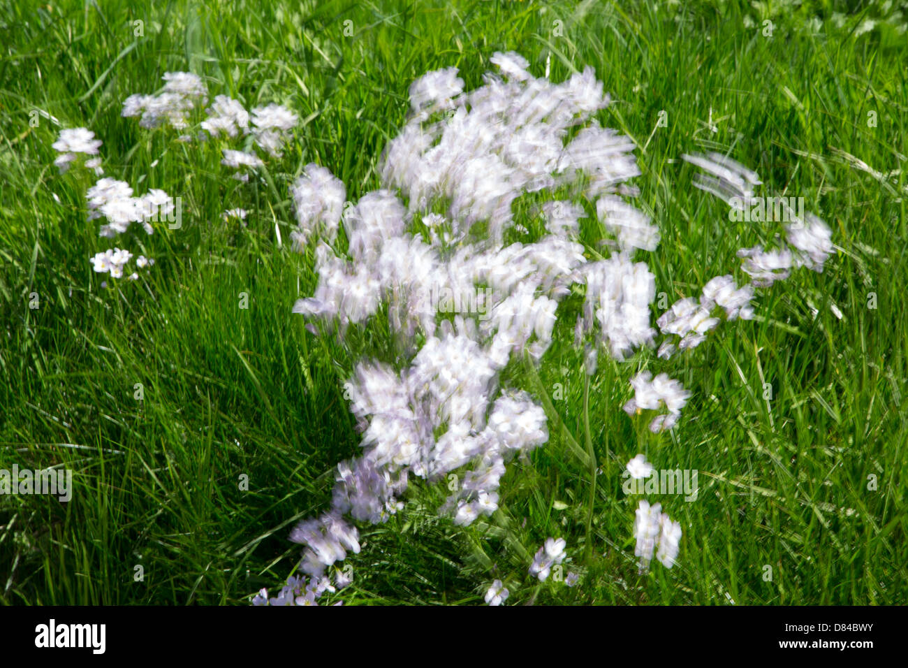 Spring flowers blowing in the wind. Taken in Switzerland Stock Photo ...