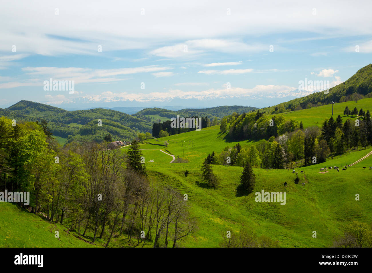 A hilly swiss landscape with the alps in the background, taken in ...