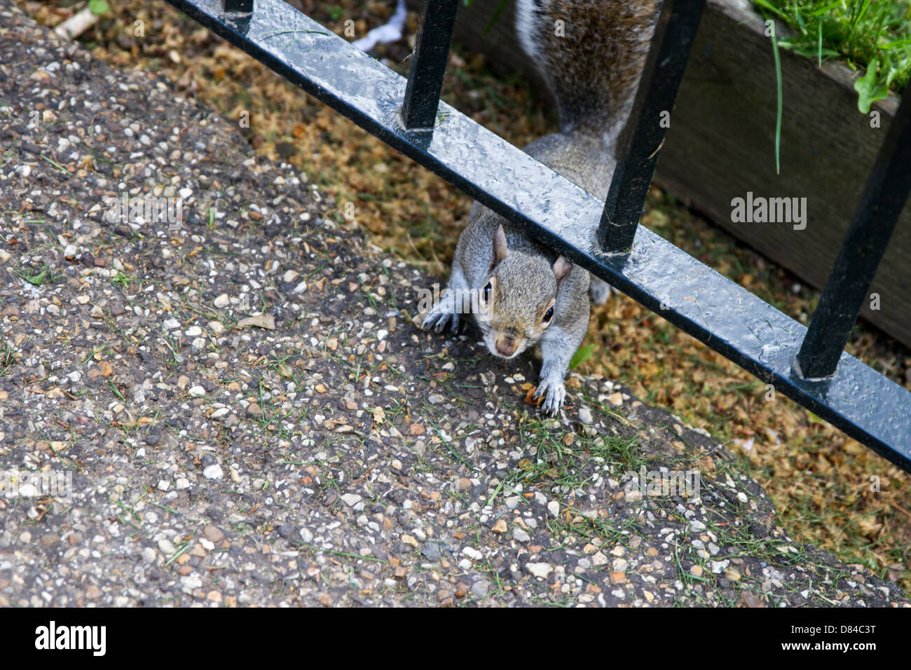 Squirrel in London Stock Photo - Alamy