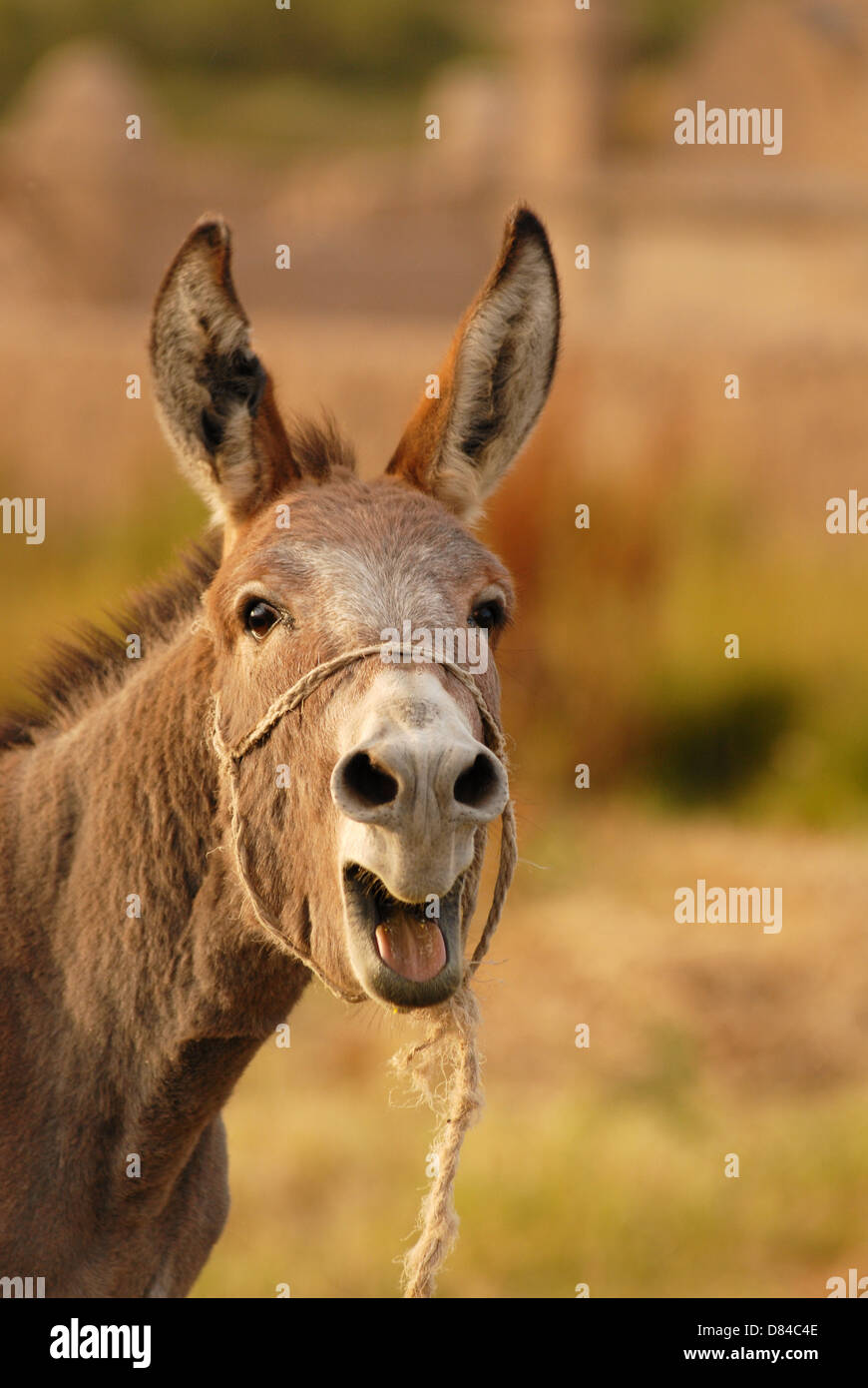 Donkey mouth open hi-res stock photography and images - Alamy