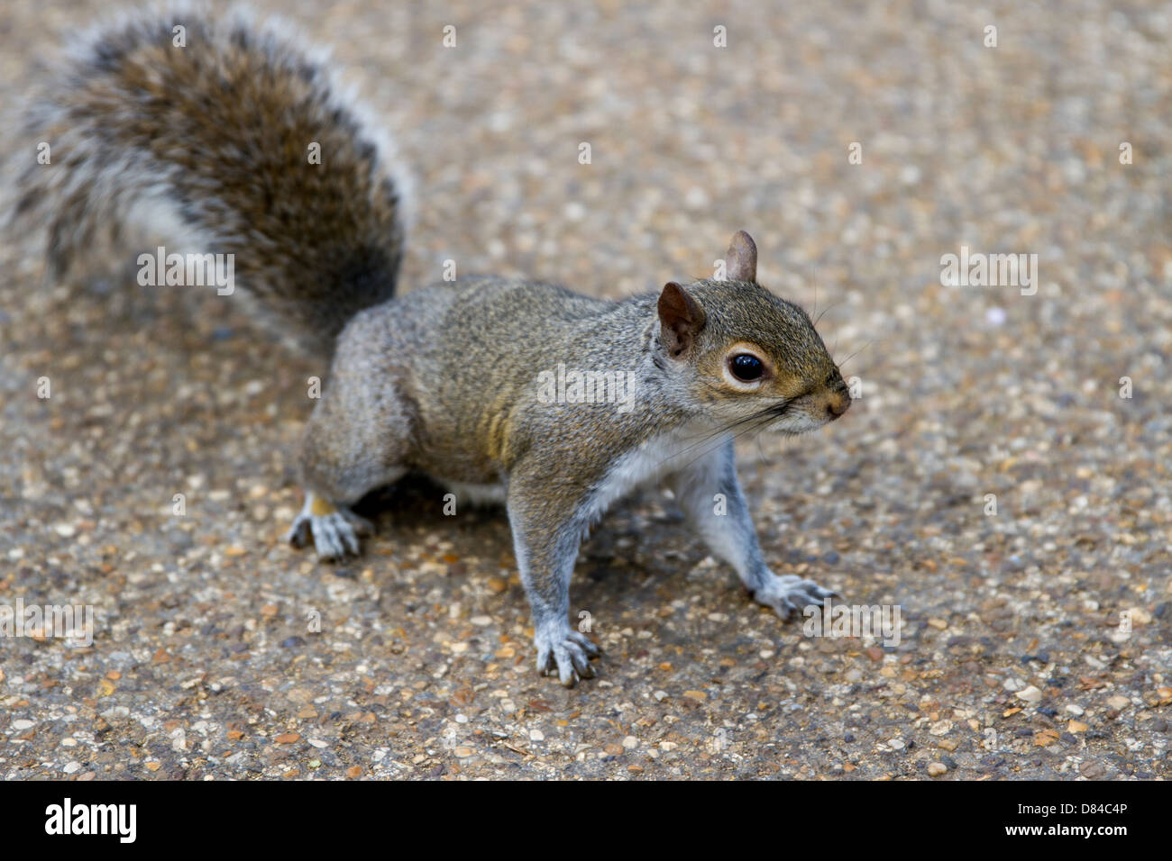 Squirrel in London Stock Photo - Alamy