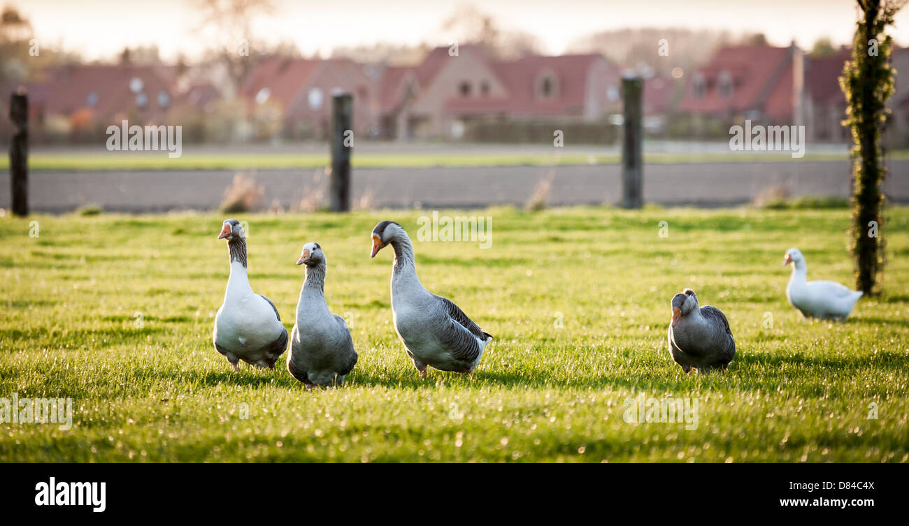 Geese on a French Farm in the Avelin area of Nord Pas de Calais, France ...