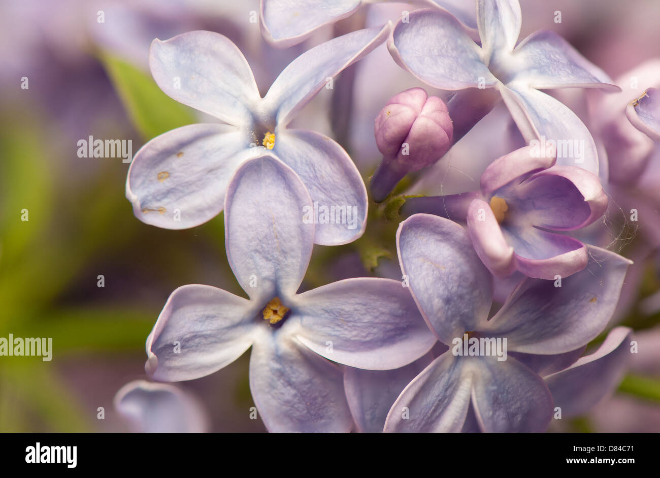 Lilac flo hi-res stock photography and images - Alamy