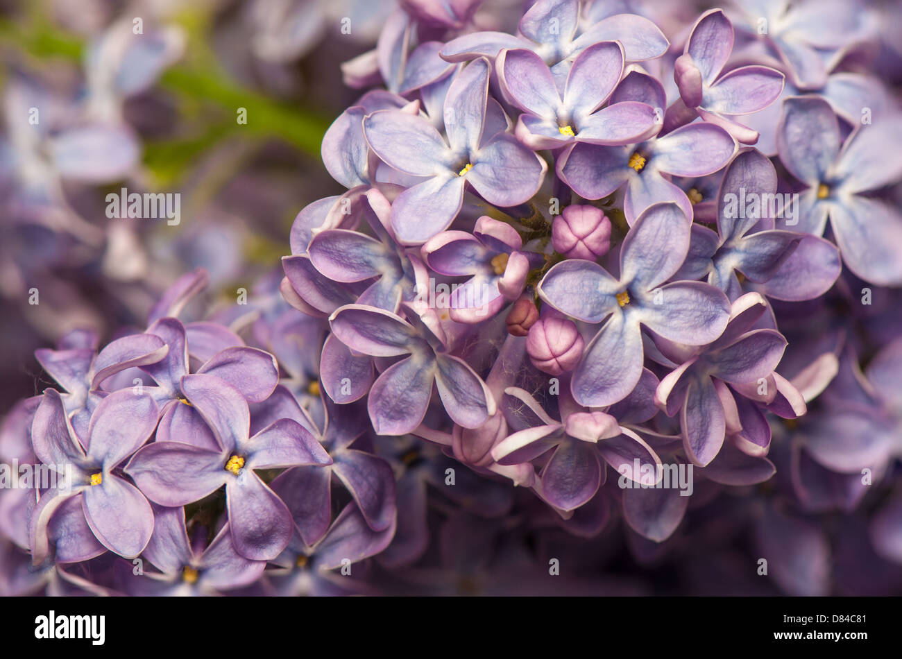Lilac flo hi-res stock photography and images - Alamy