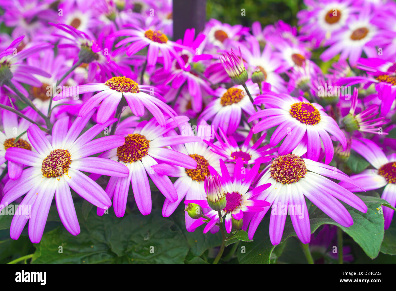 Violet daisy flowers hi-res stock photography and images - Alamy