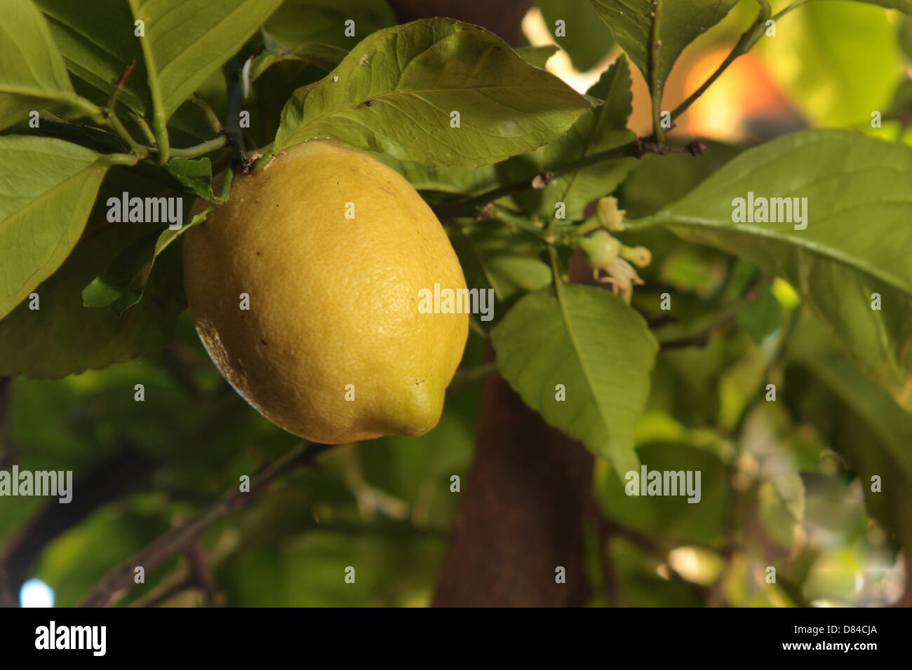 Lemontree with a lemon and leaves Stock Photo - Alamy