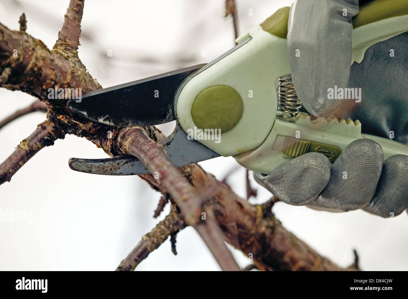 Man trimming tree hi-res stock photography and images - Alamy