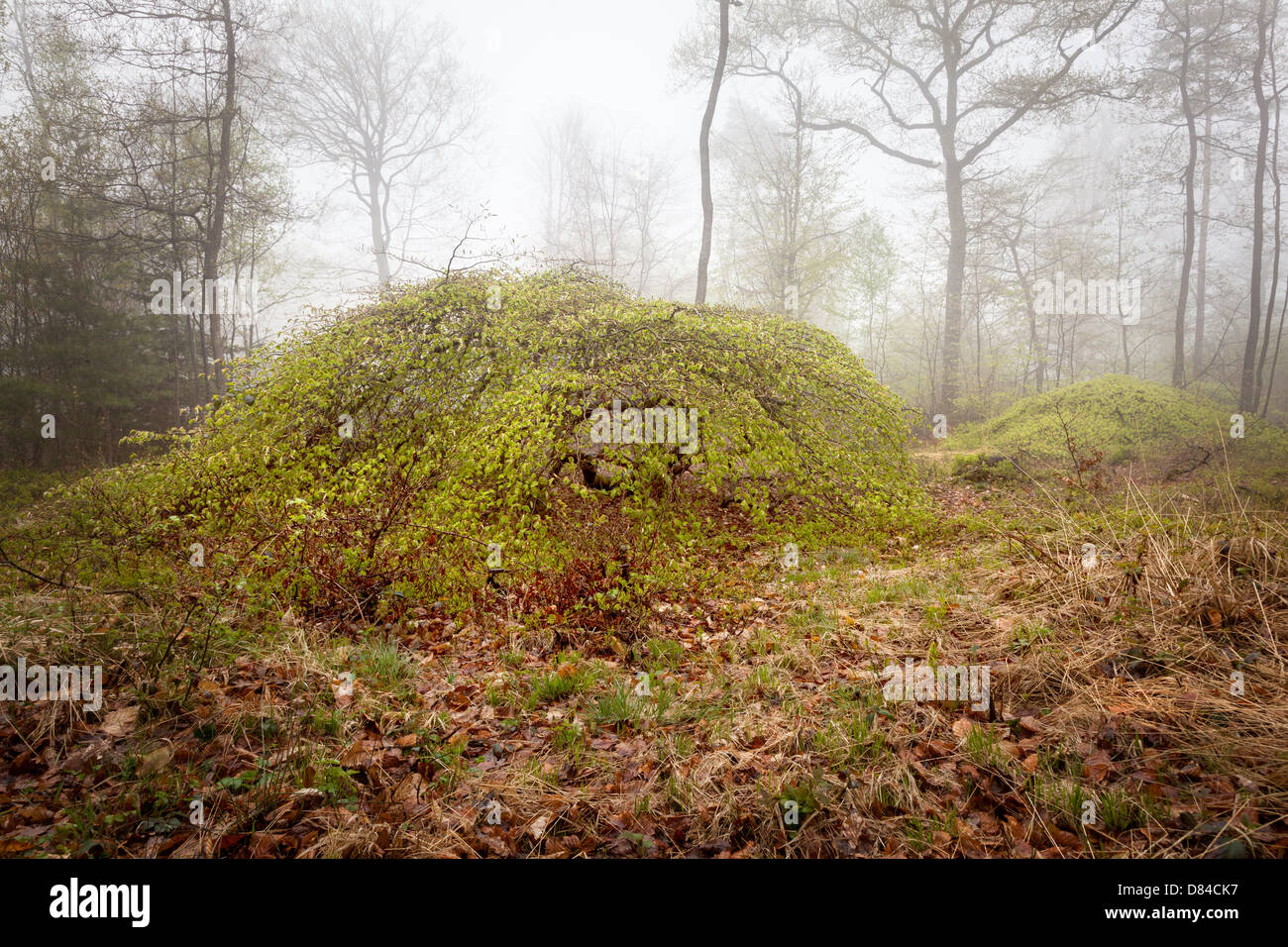 Dwarf beech tree hi-res stock photography and images - Alamy