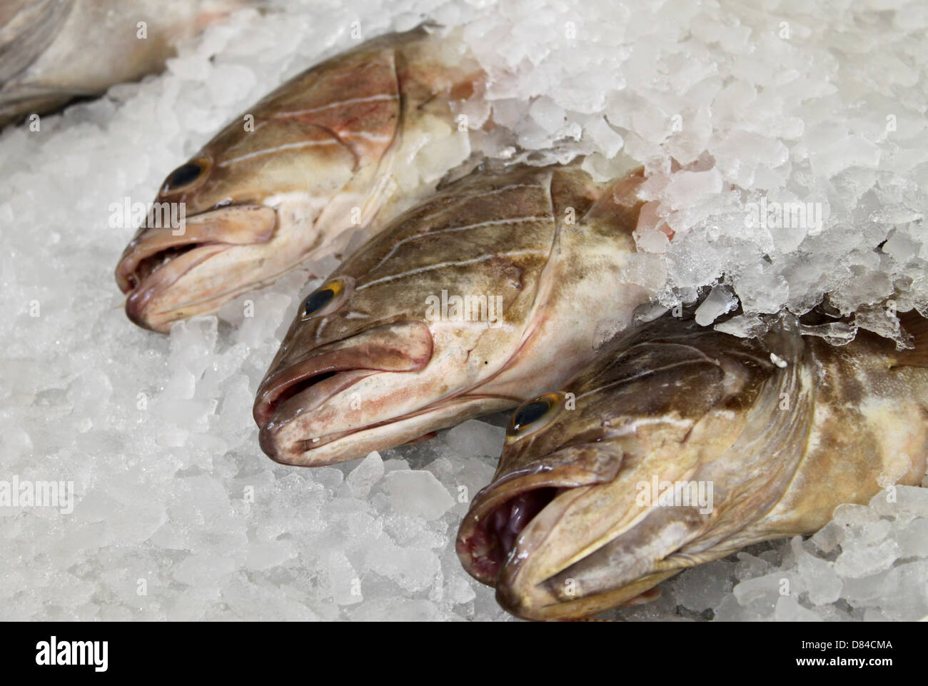 Fish in Ice Stock Photo - Alamy