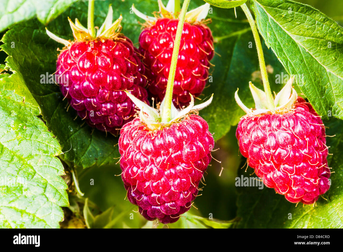 Bunch of Raspberries growing on the plant Stock Photo - Alamy