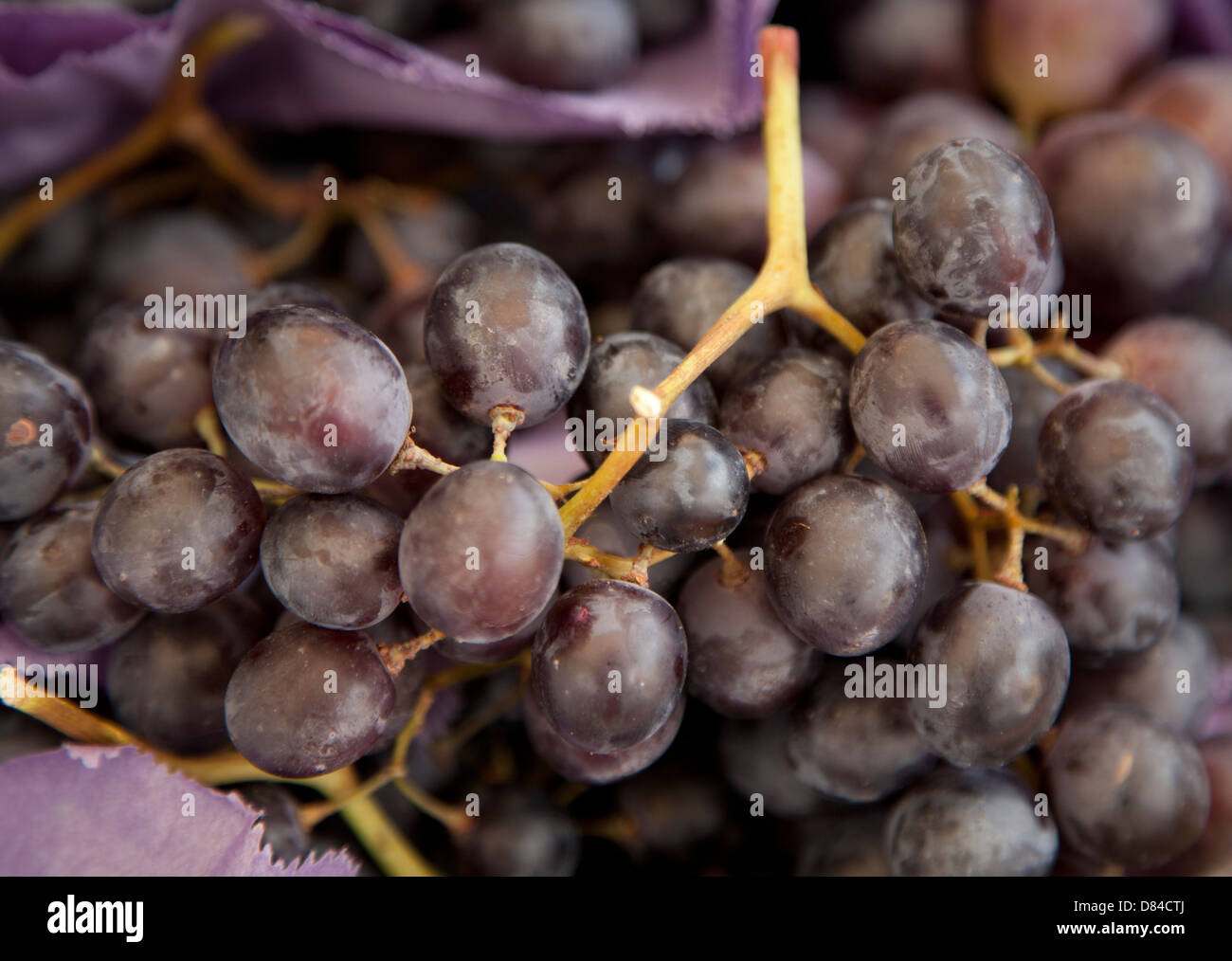 Red grapes fruit hi-res stock photography and images - Alamy
