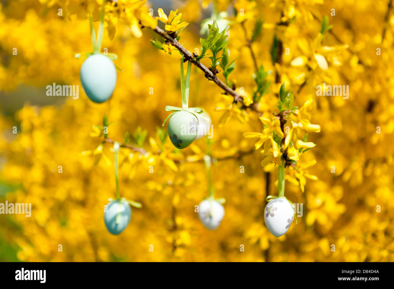 Forsythia tree hi-res stock photography and images - Alamy
