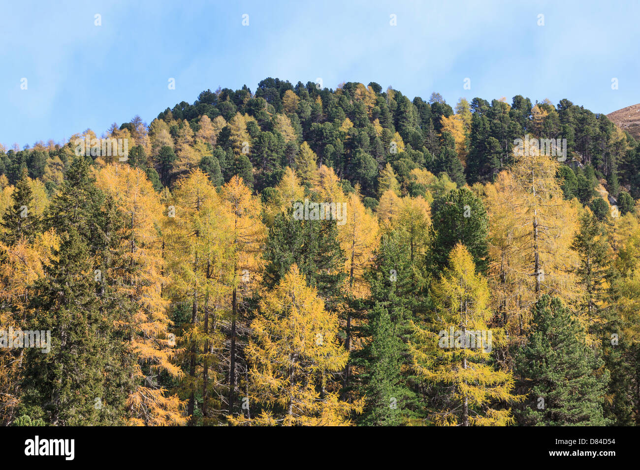 Larch tree forest in the Alp landscape Stock Photo - Alamy