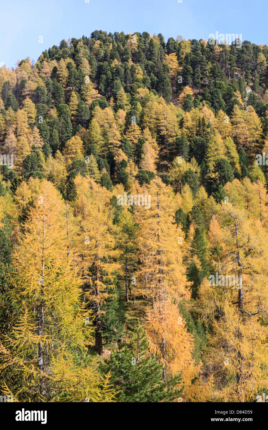 Larch mountain woods hi-res stock photography and images - Alamy