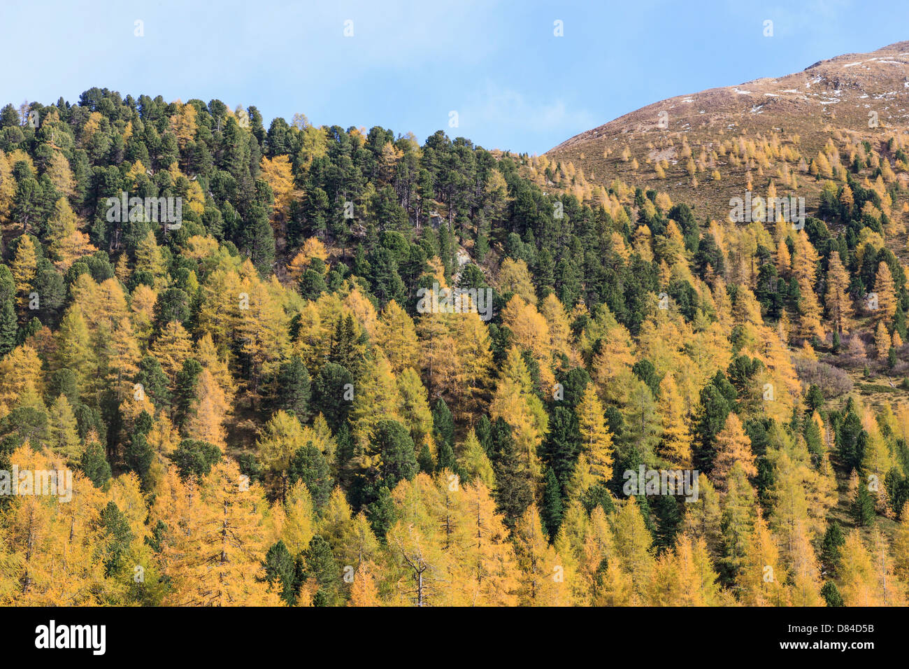 Larch tree forest in the Alp landscape Stock Photo - Alamy