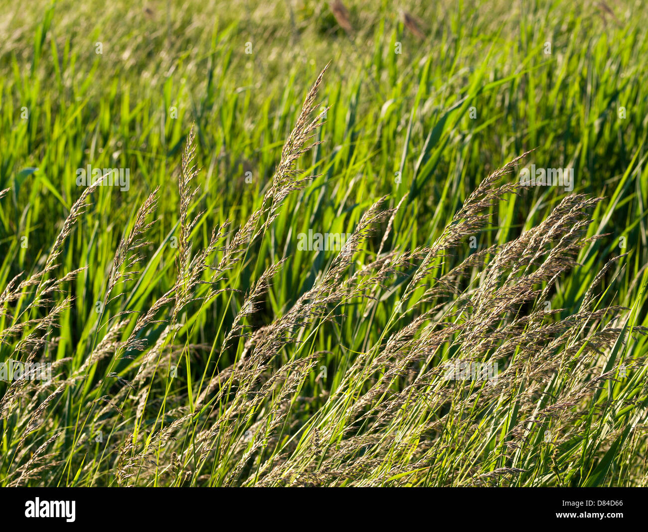 Richly colored grass on field, during sunset Stock Photo - Alamy