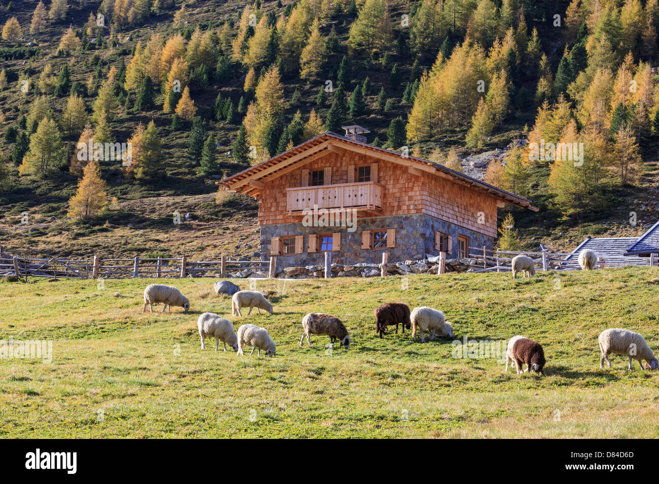 Countryside House Sheep Stock Photos & Countryside House Sheep Stock ...