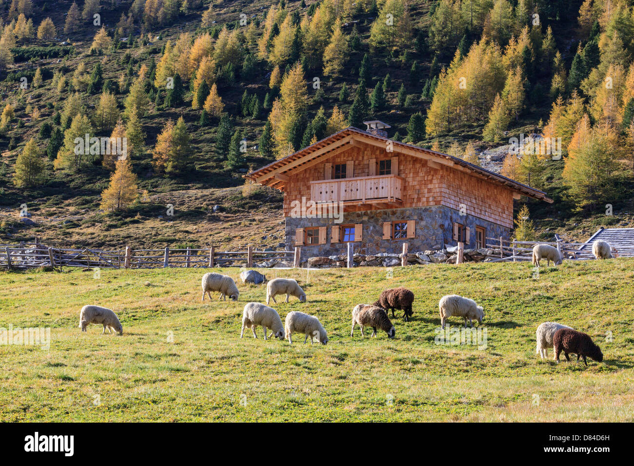Newly built alp house with sheep on the meadow Stock Photo - Alamy