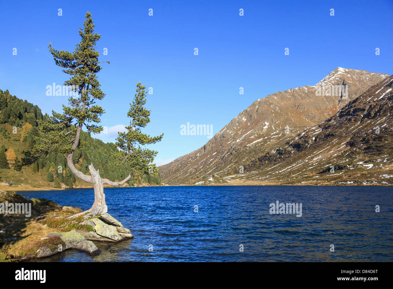Old pine tree at the edge of the lake Stock Photo - Alamy