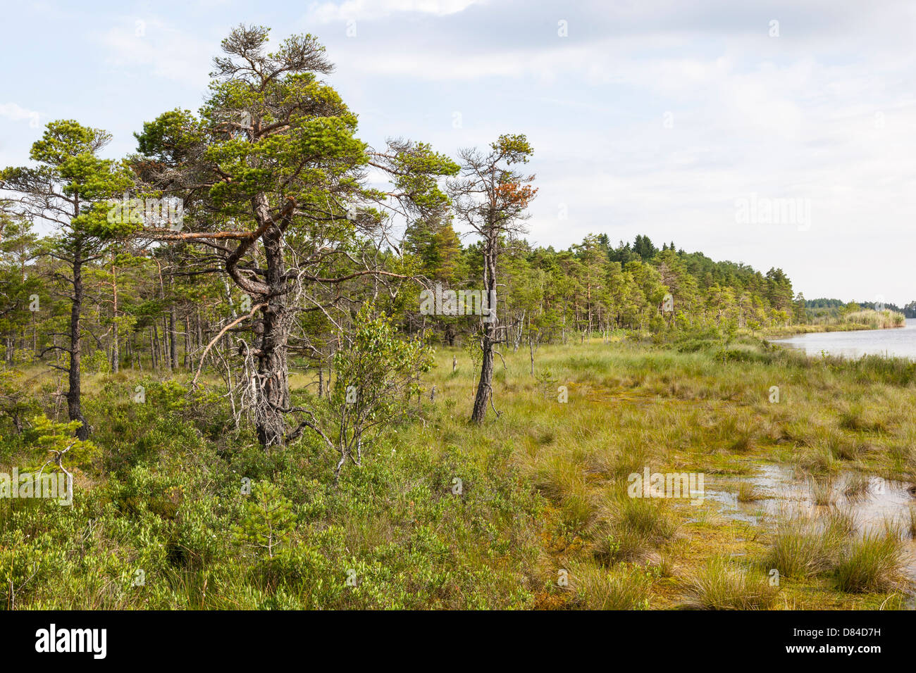Old Pine tree on a bog Stock Photo - Alamy