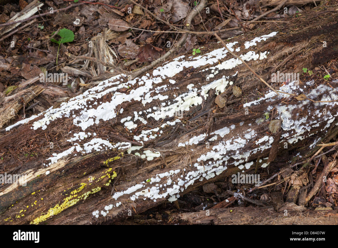White lichen growing on a log Stock Photo - Alamy