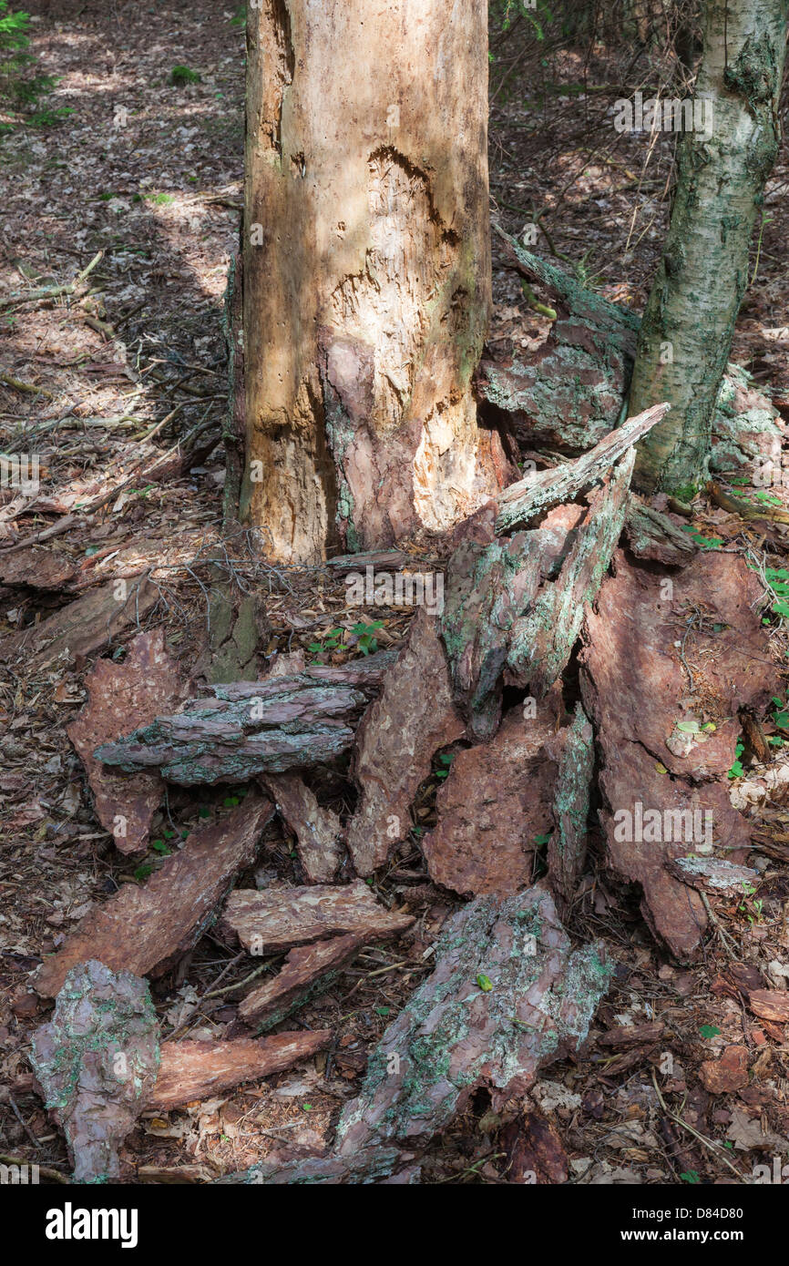 Bark that had fallen of a tree Stock Photo - Alamy