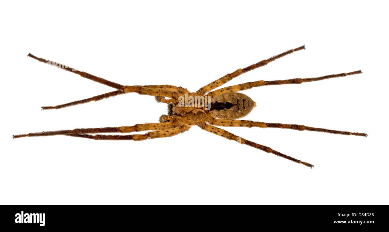 Hunting spider Zoropsis spinimana Stock Photo - Alamy